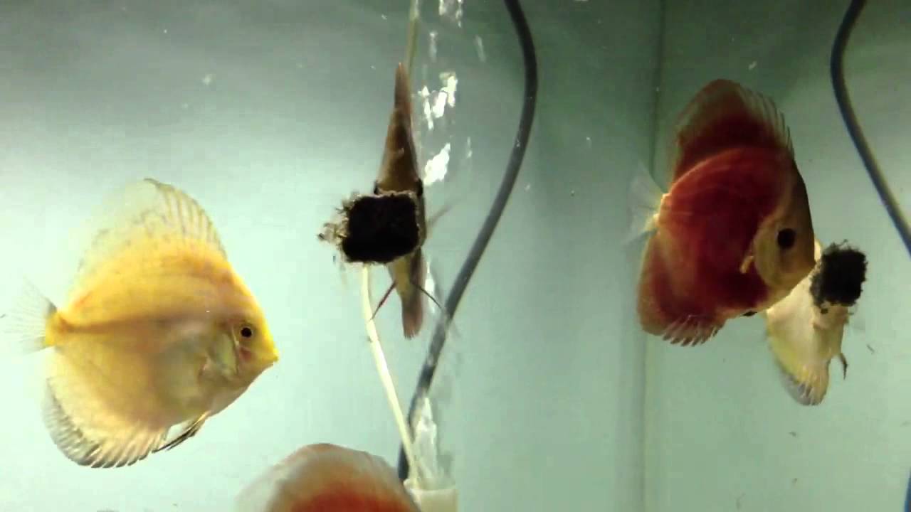 Discus eating freeze-dried blackworms - YouTube