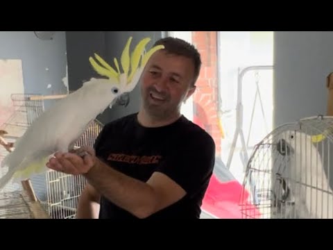 İLGİNÇ KONUŞAN PAPAĞANLAR SÜLFÜR KAKADU ÜÇ ADET ÜÇÜDE KONUŞUYOR KENDİNİ SEVDİRİYOR