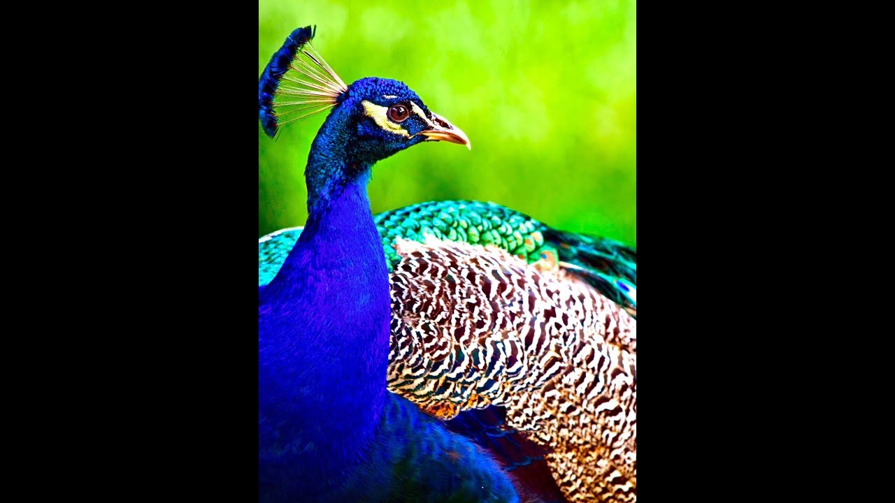 3 Most Supper and Exotic Animals in the world | Animals planet ...