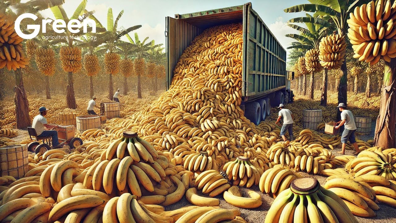 Bananas Mega Factory: Processing Millions of Bananas Using Modern ...