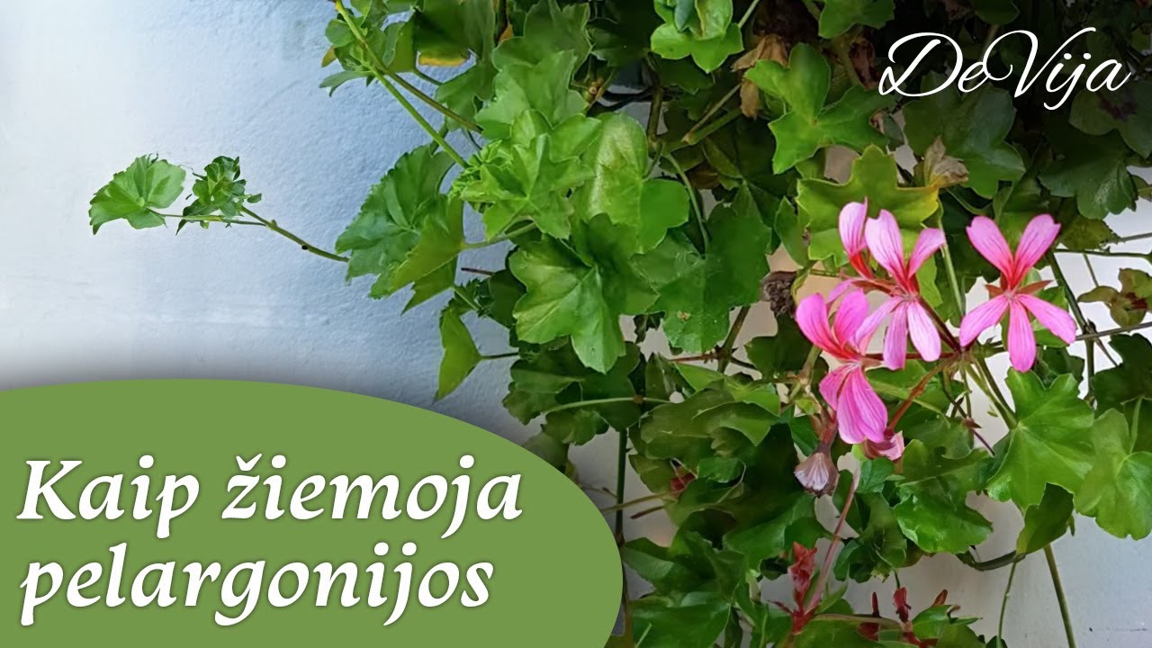 Kaip žiemoja mano pelargonijos (geranijos)* rudens darbai * motyvacija ...