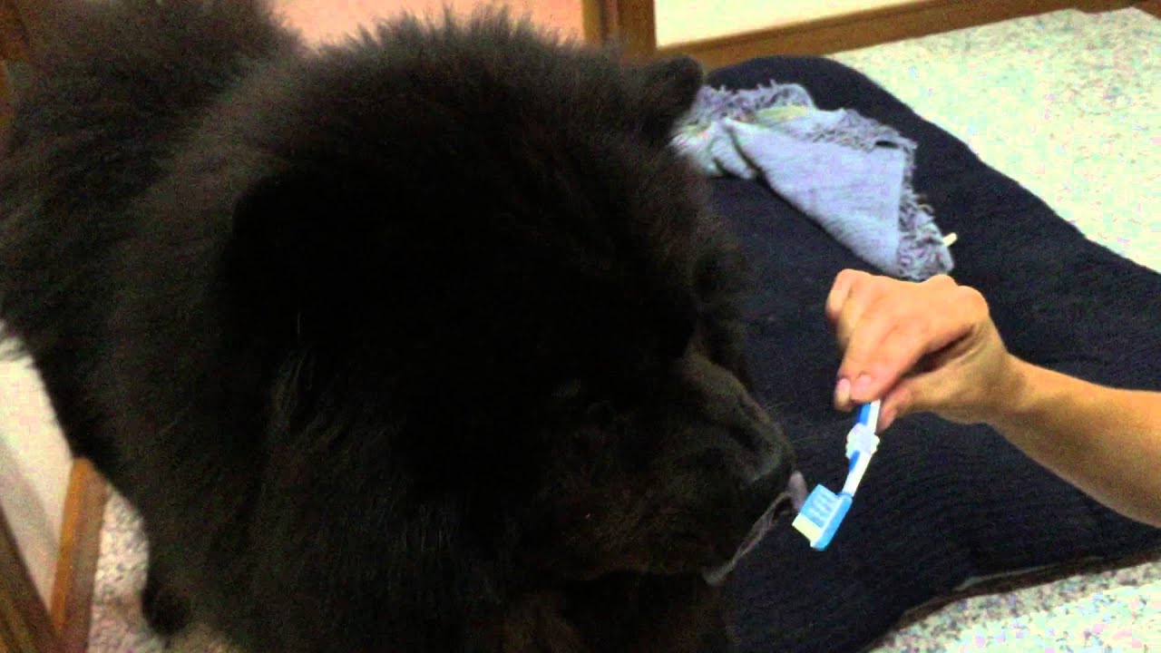 Chow Chow washing teeth - YouTube