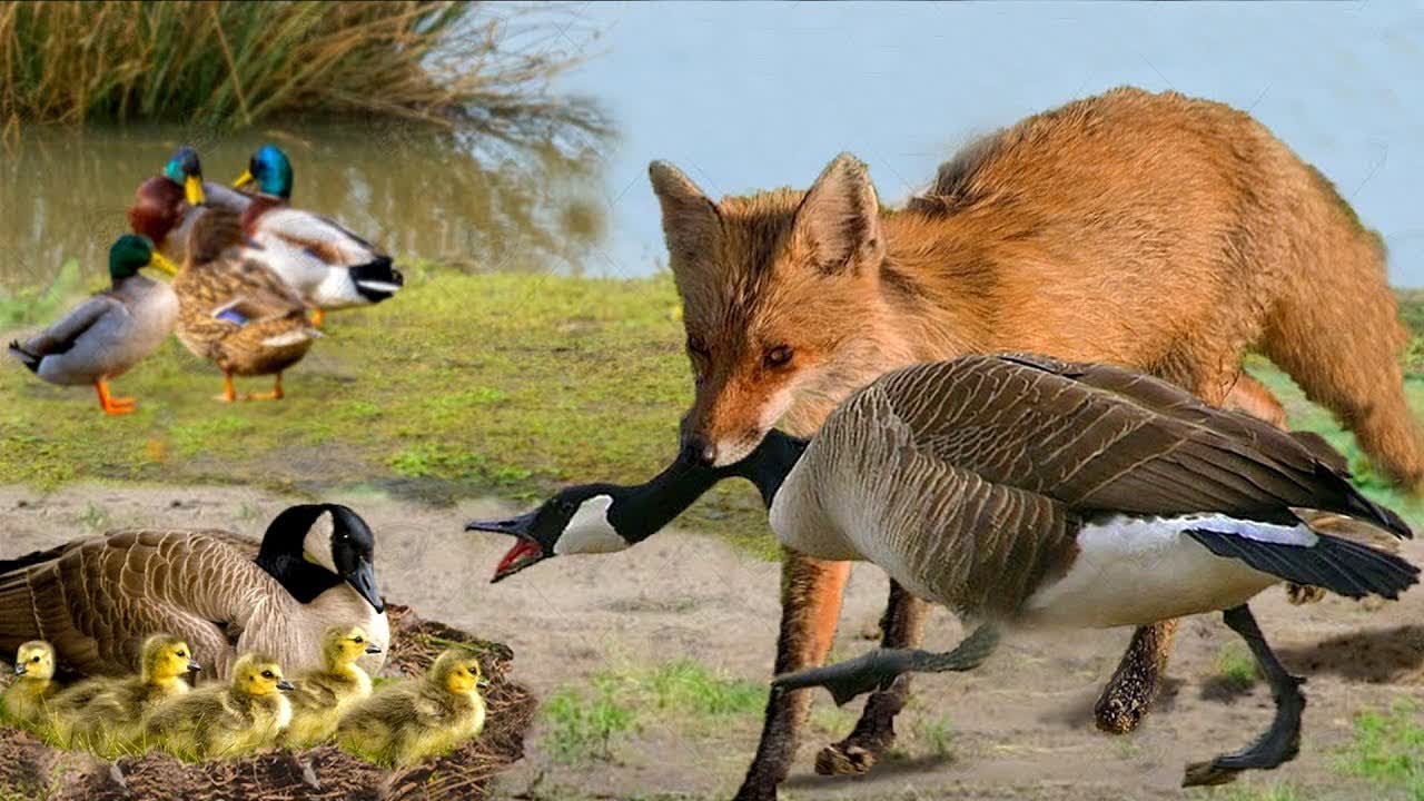 Painful.. the treacherous fox tragically destroyed the entire goose ...