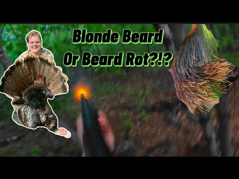 Blonde Bearded NH Turkey or Beard Rot?!? - YouTube