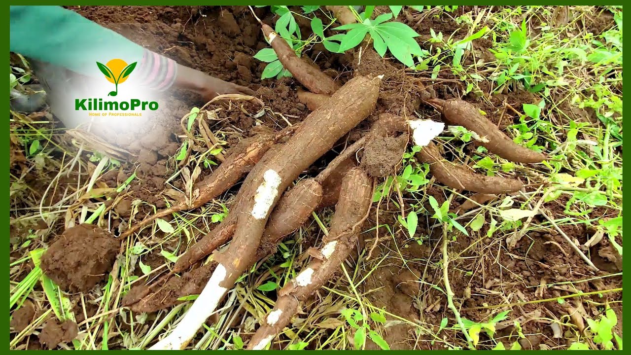 KILIMO CHA MUHOGO KIBIASHARA, MASHIMO 4000, KIROBA, KIPUSA, CHEREKO ...