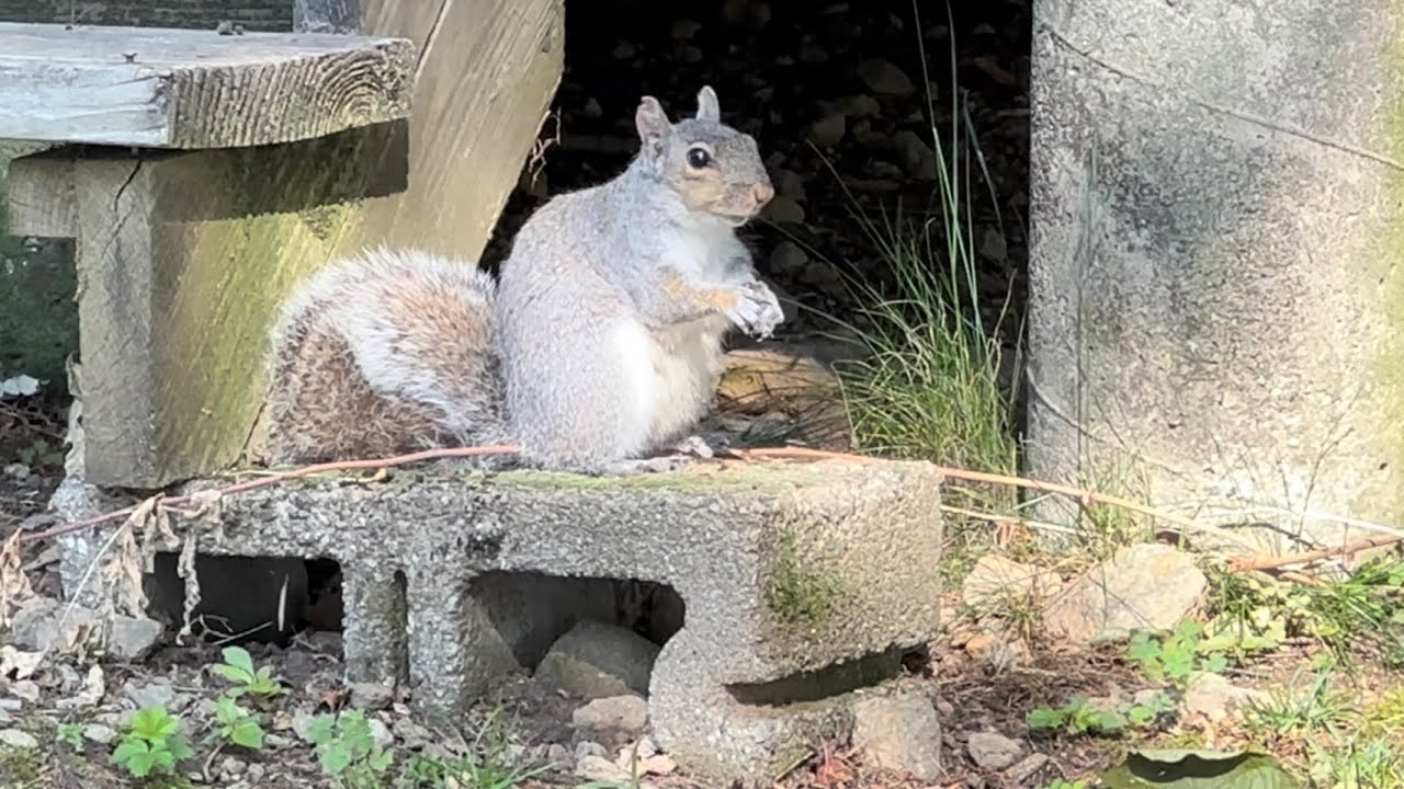 Squirrel warning call #squirrel - YouTube