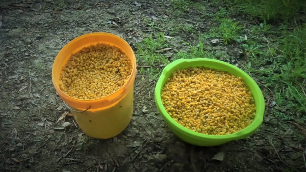 NEEE JEJOOO!! Nespavanje i spavanje * Babuškarenje i šarani | Carp ...