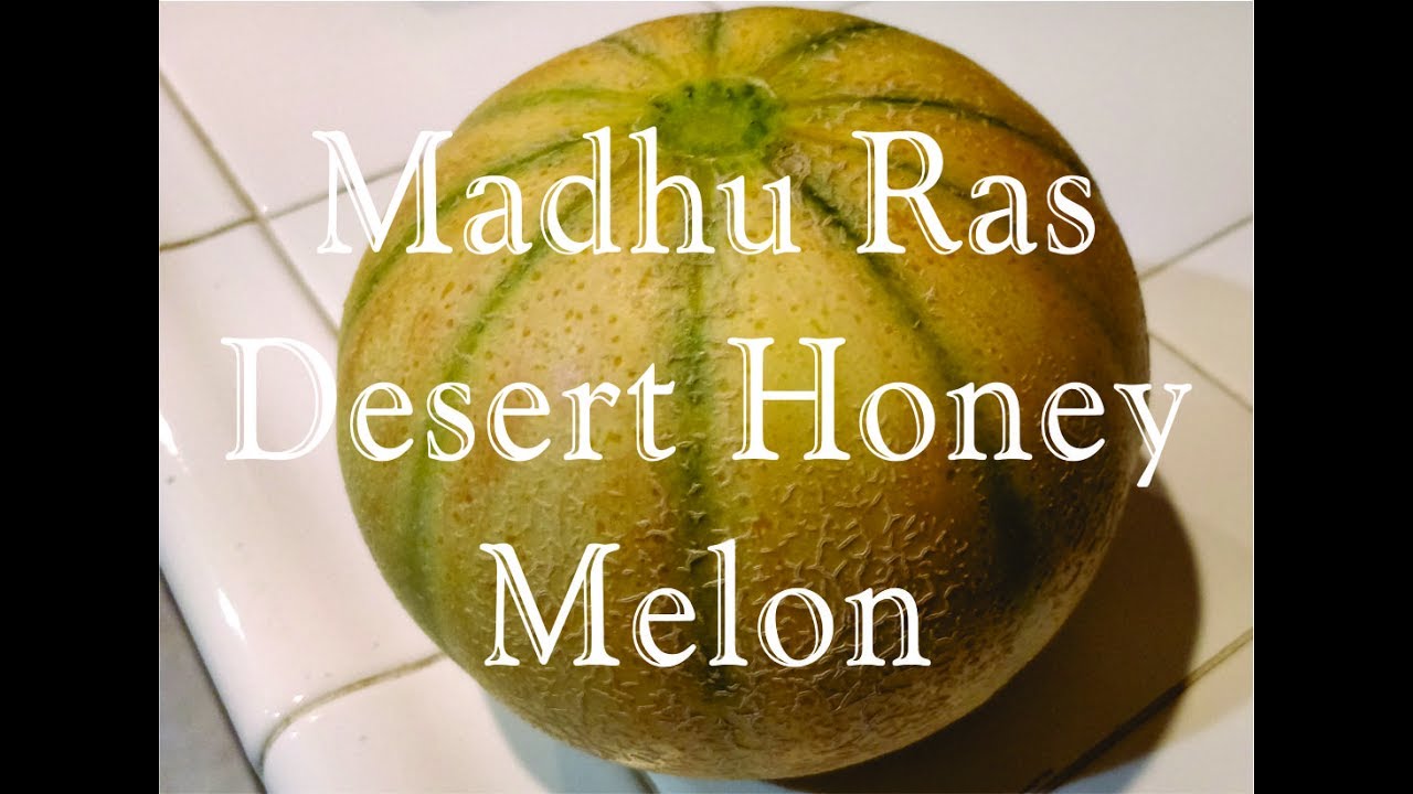 Madhu Ras Desert Melon Las Vegas Zone 9a - YouTube
