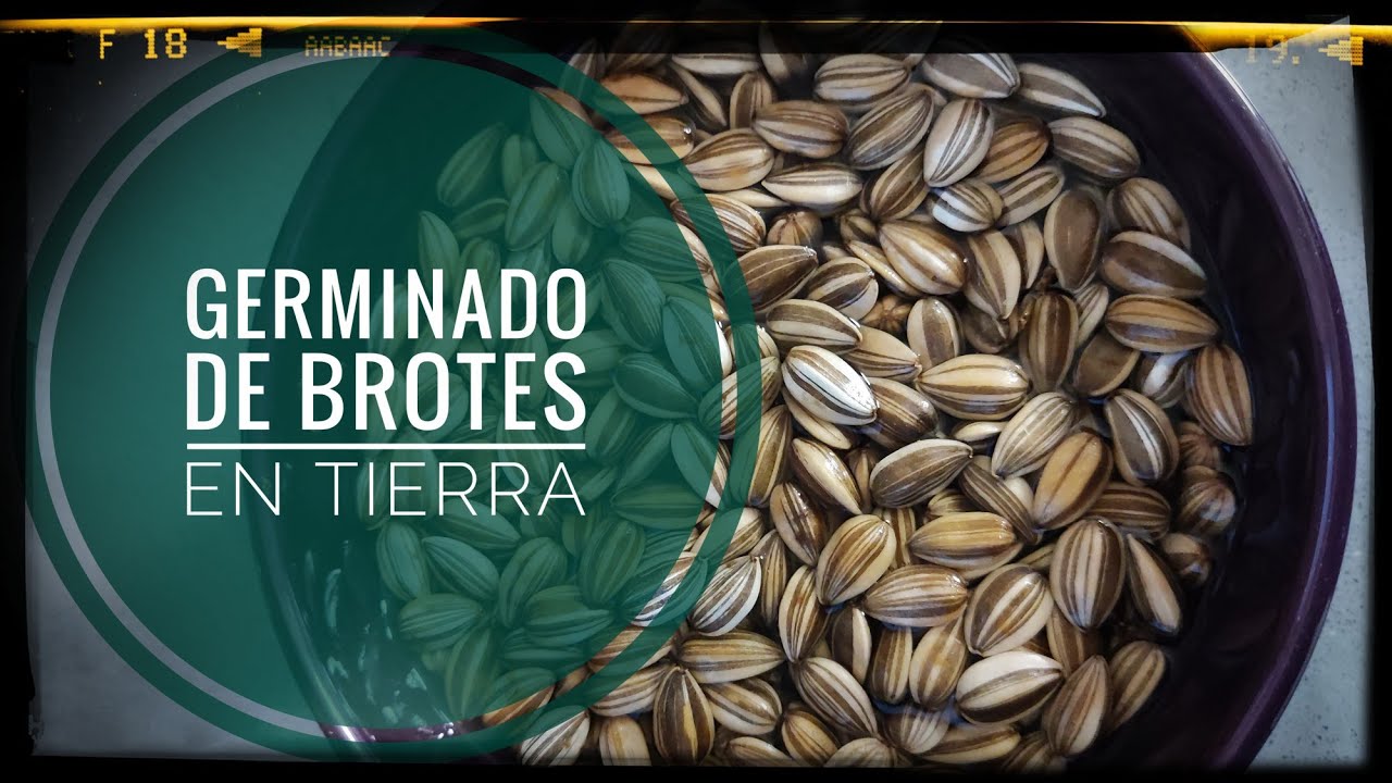 Germinado de BROTES en TIERRA 🌱 Una nueva experiencia de la que tengo ...