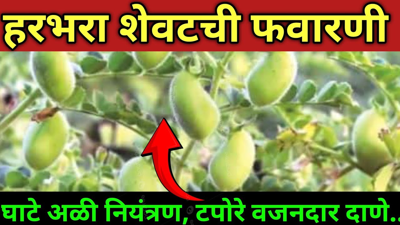 हरभरा शेवटची फवारणी|Harbhara Shevtchi Favarni|हरभरा तिसरी फवारणी|घाटे ...