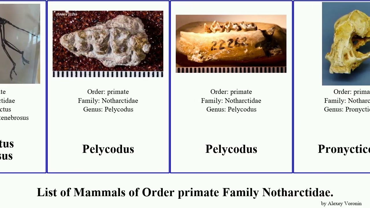 List of Mammals of Order primate Family Notharctidae. gracilis ...