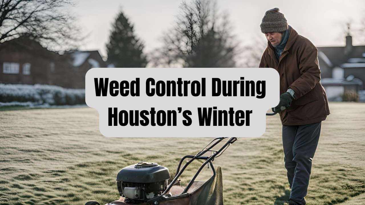Winter Weed Control: Lawn Care Strategies for Houston's January Climate ...