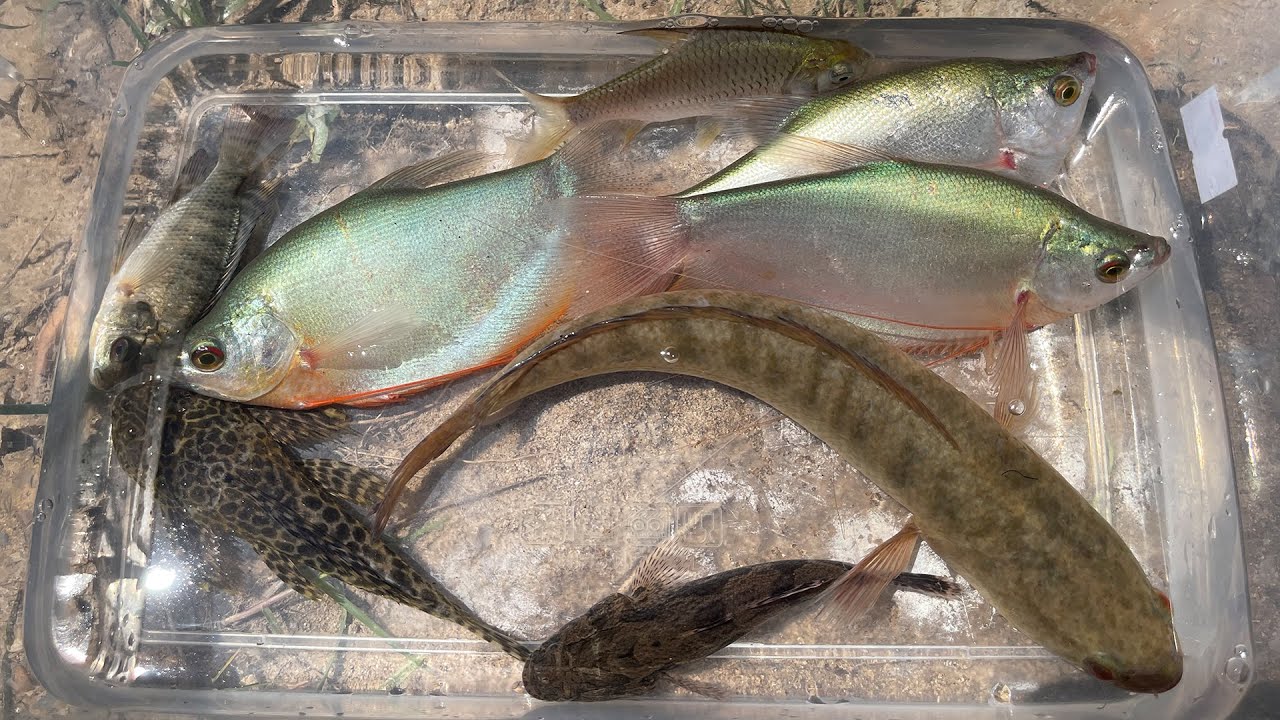 Super Amazing Result With Small Suckermouth Eleotris fusca Snakeheads ...