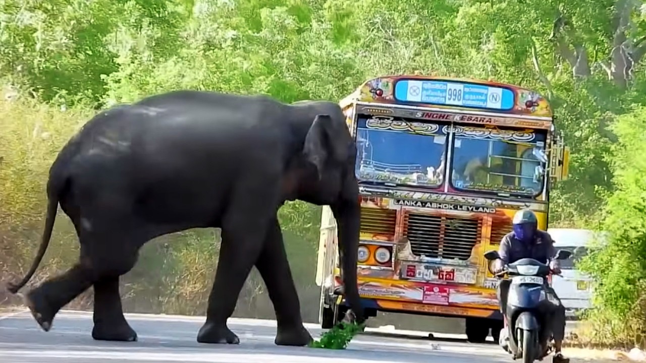 Spreading fear on the elephant forest road is a nuisance to the people ...