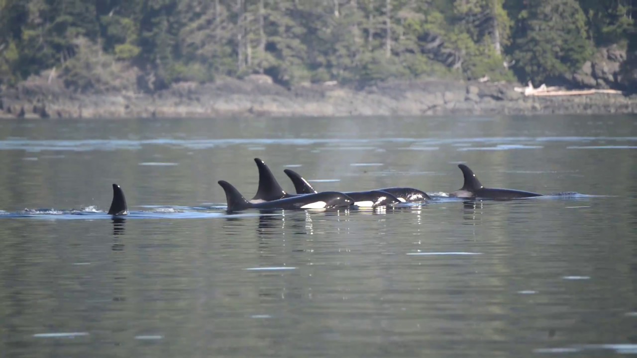 Northern Resident Killer Whales (Orca), August 2016 - YouTube