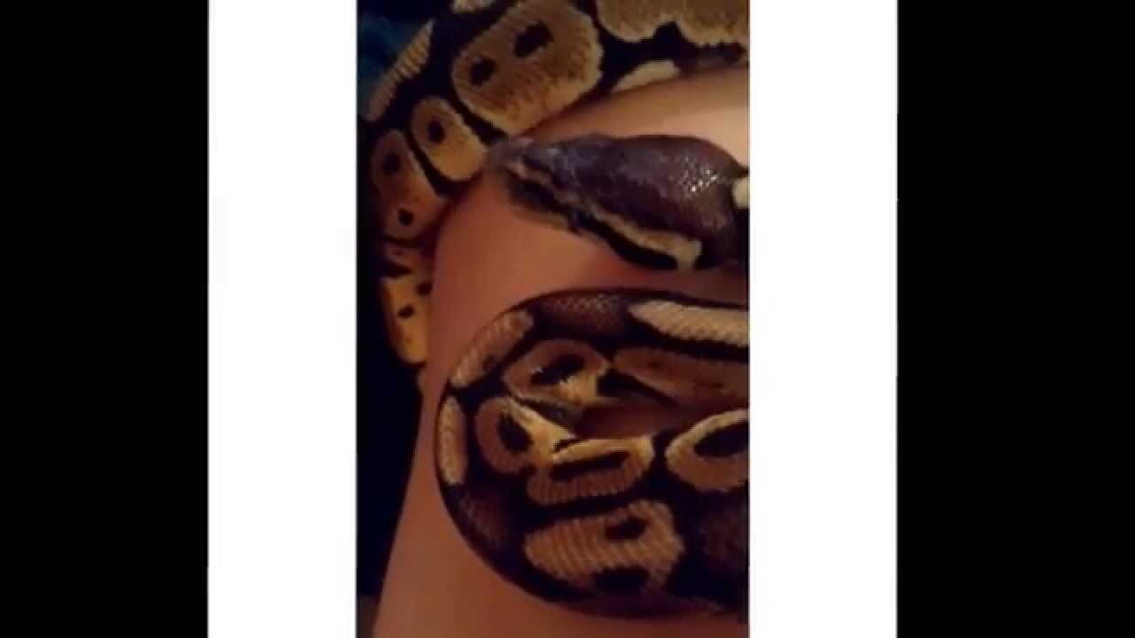 Ball Python Yawning - YouTube