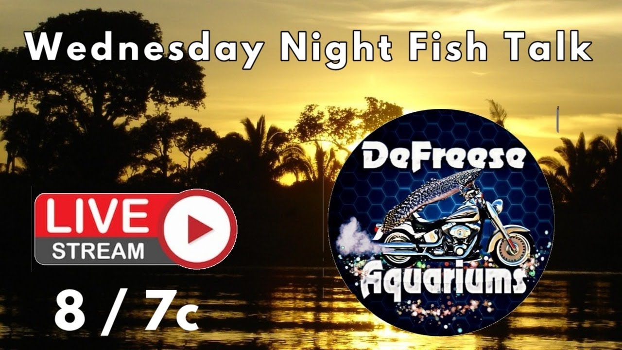 DeFreese Aquarium | Wednesday Night Fish Talk - YouTube