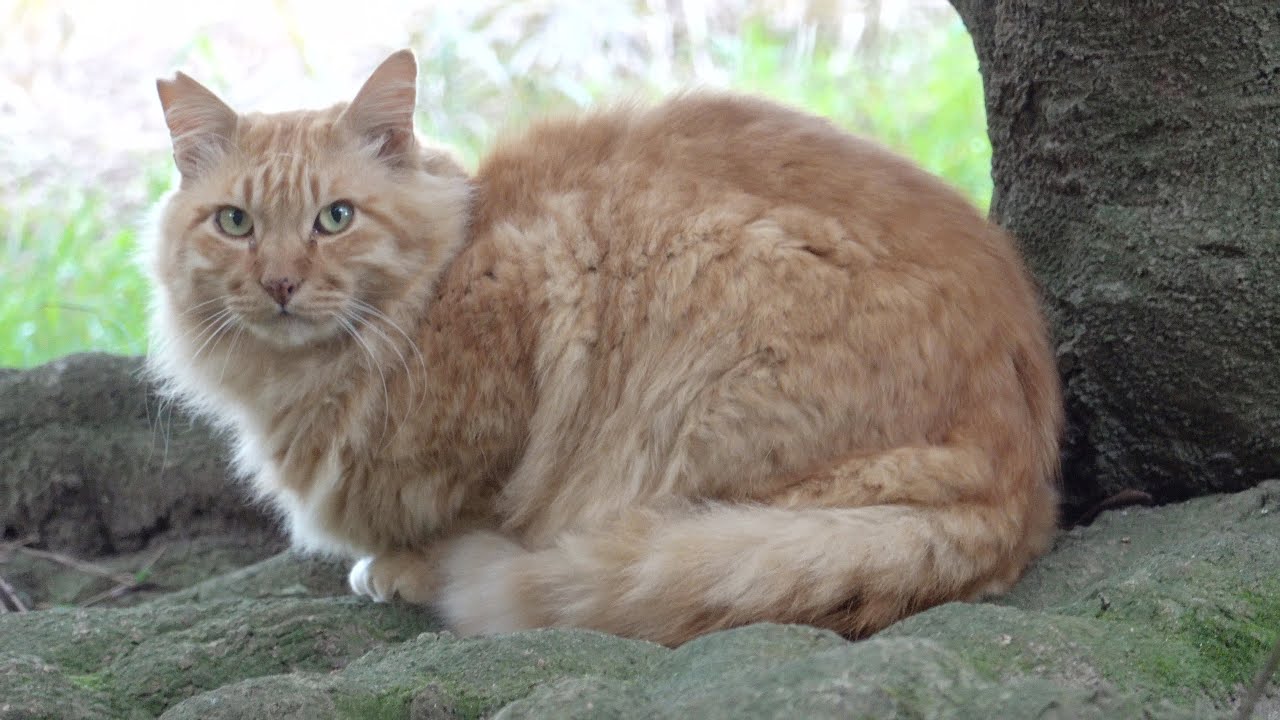 Ginger tabby cat with long hair relaxes under the tree - YouTube
