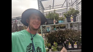 How to find the BEST DEALS on plants |  Buying plants for one dollar each