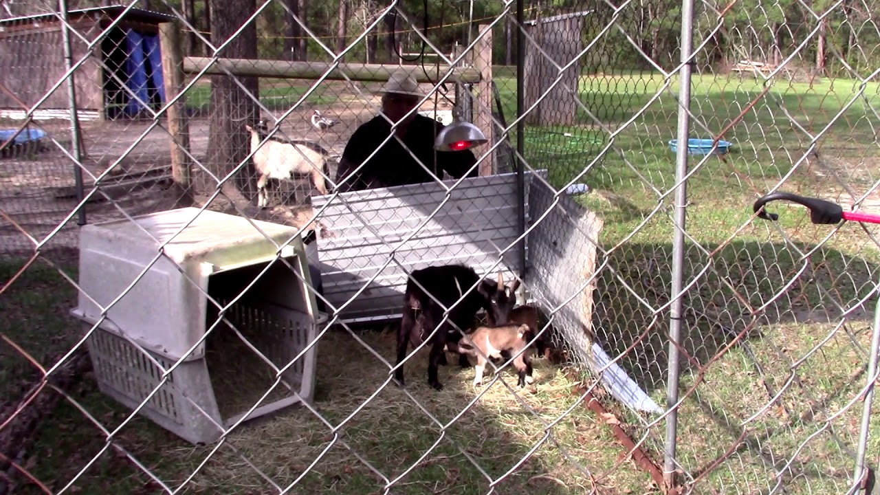 Baby Goats born during Rain Storm - YouTube