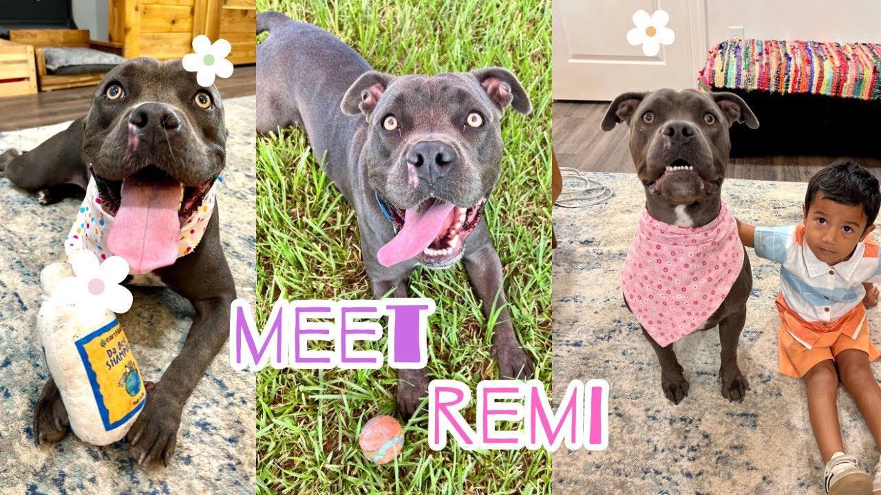 Remi the loyal pretty pitty girl - YouTube