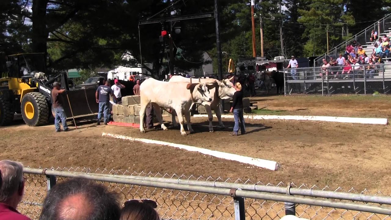 Ox Pull 2013 Deerfield Fair Oxen NH Pulling Video 7 - YouTube