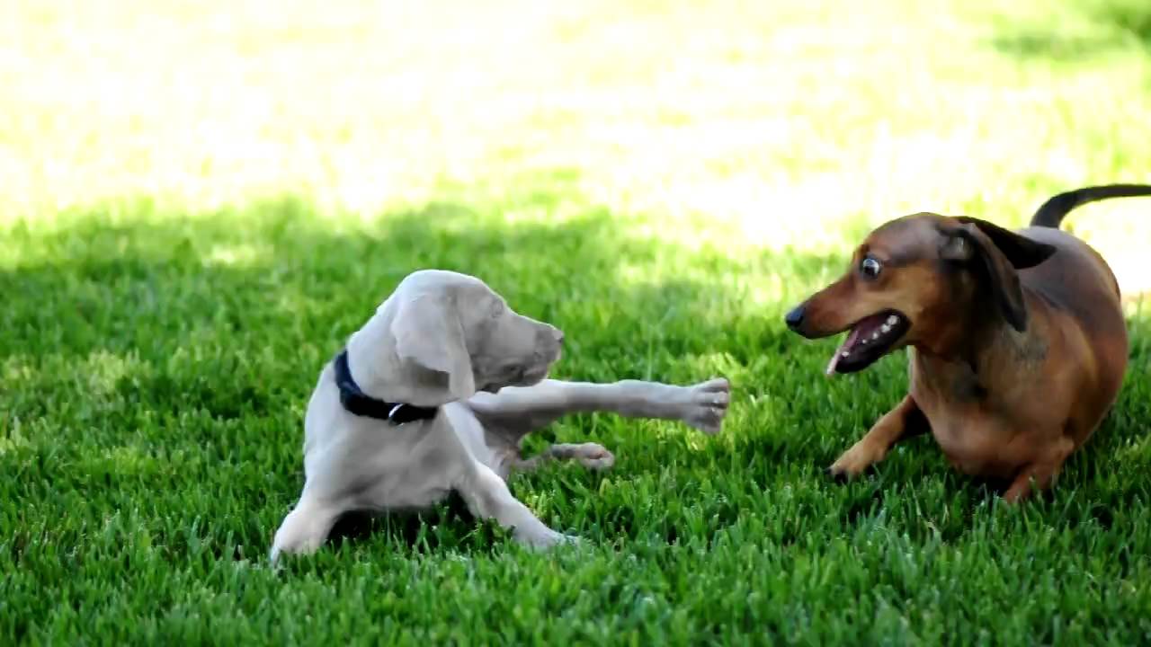 weimaraner meets dachshund - YouTube