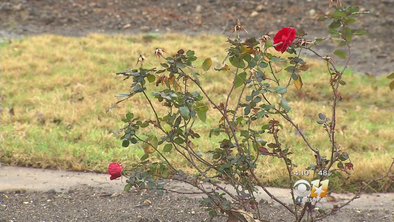 North Texas At Epicenter Of Rose-Killing Disease - YouTube