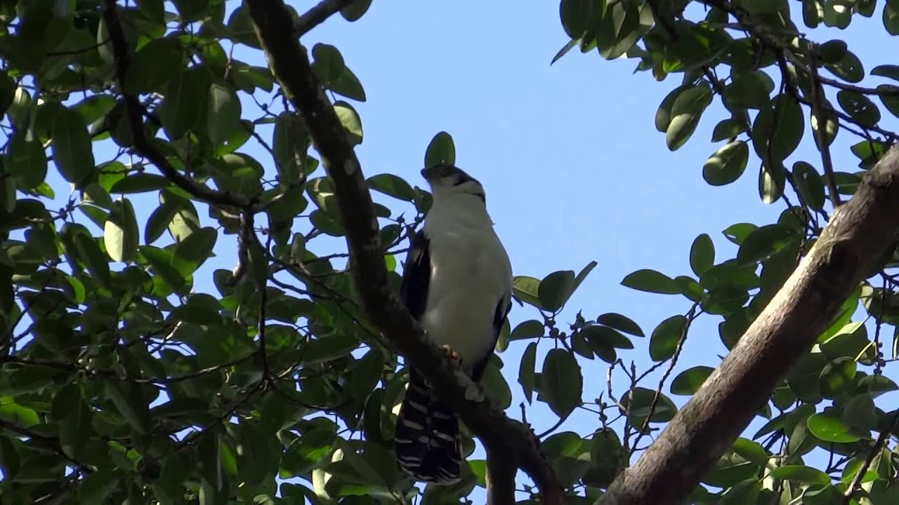 Micrastur semitorquatus (Collared Forest-falcon - Halcon selvatico ...