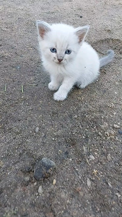 Пора дать имена котятам 🤗 Не можем придумать , давайте вместе ...