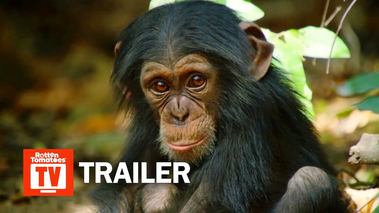 Dynasties Season 1 Trailer | Rotten Tomatoes TV - YouTube