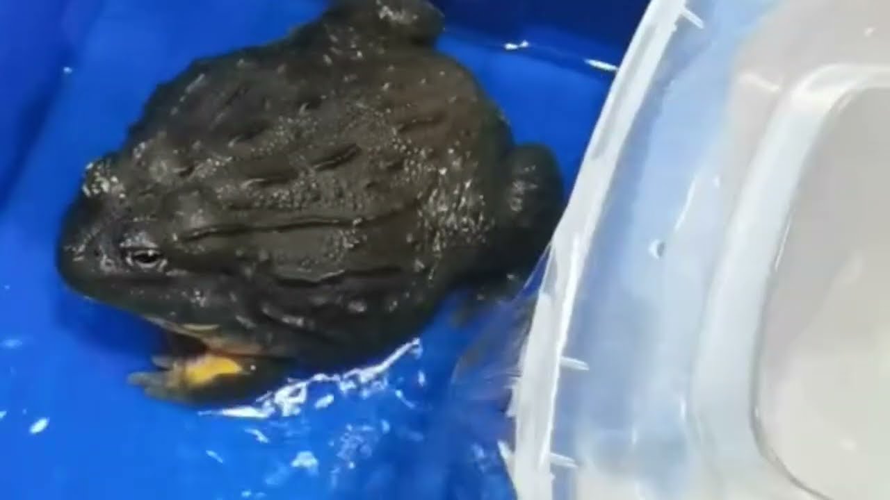 African Bullfrogs eating 5 Wood Frogs - YouTube