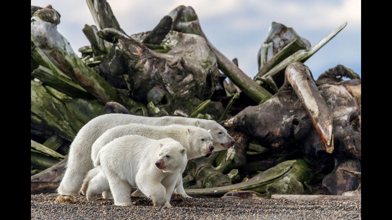 boneyard in alaska II storytelling - YouTube