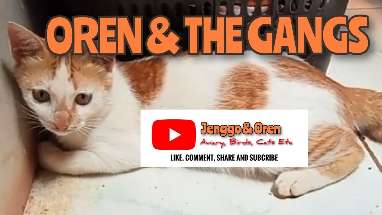 Scared, Oren vs Doti - YouTube