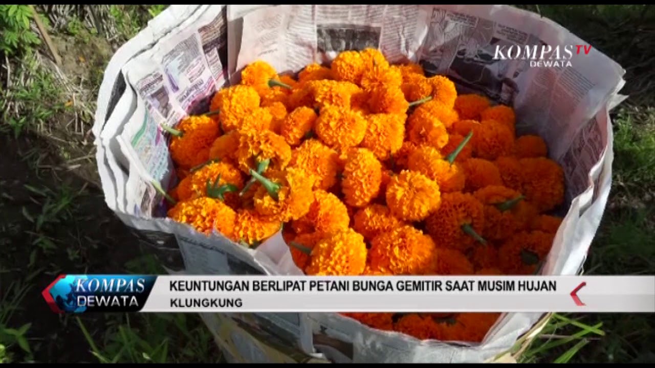 HARGA BUNGA GUMITIR MELAMBUNG 2 FEB 2018 - YouTube