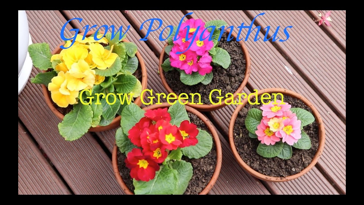 How to Grow Polyanthus - YouTube