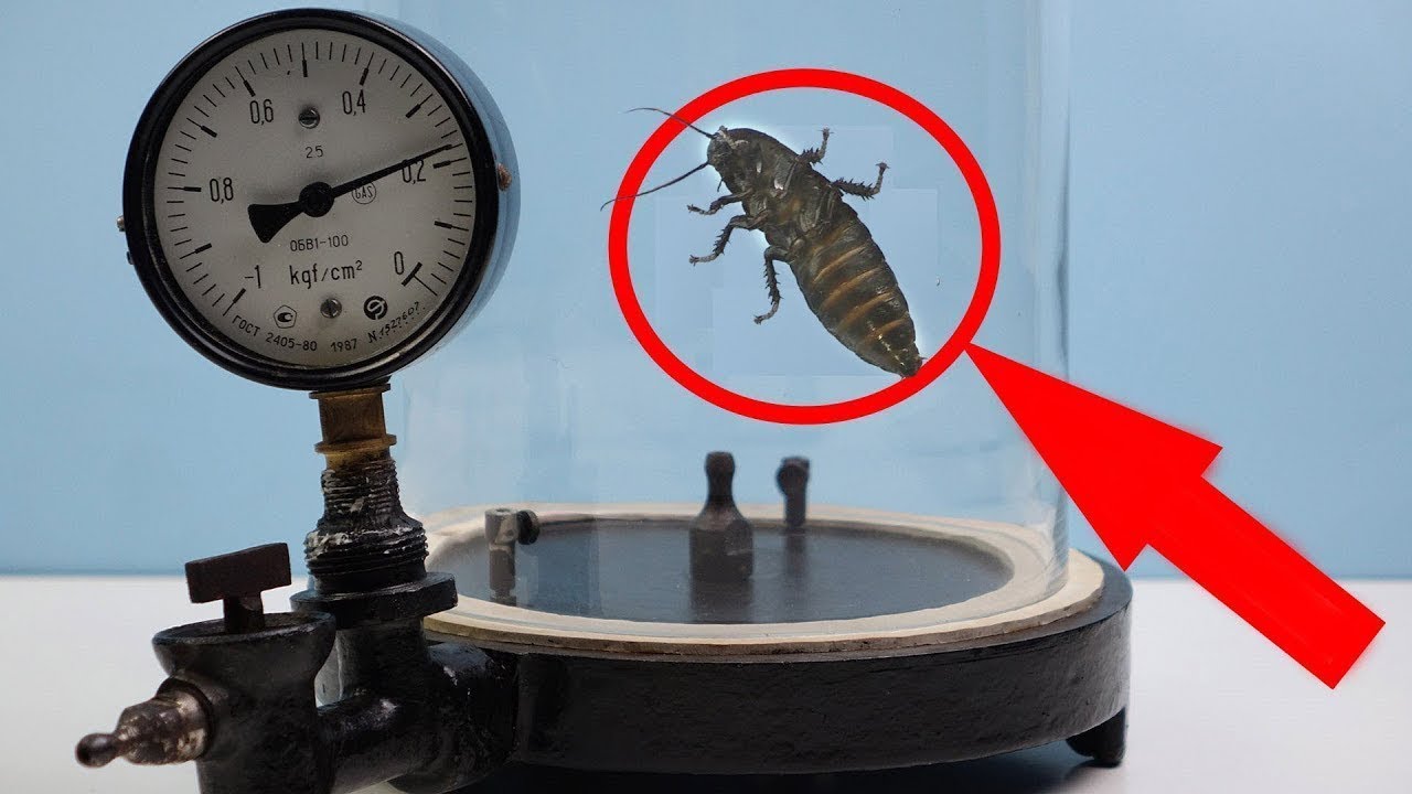 Experiment!!! Madagascar Cockroach Reaction to Vacuum!!! - YouTube