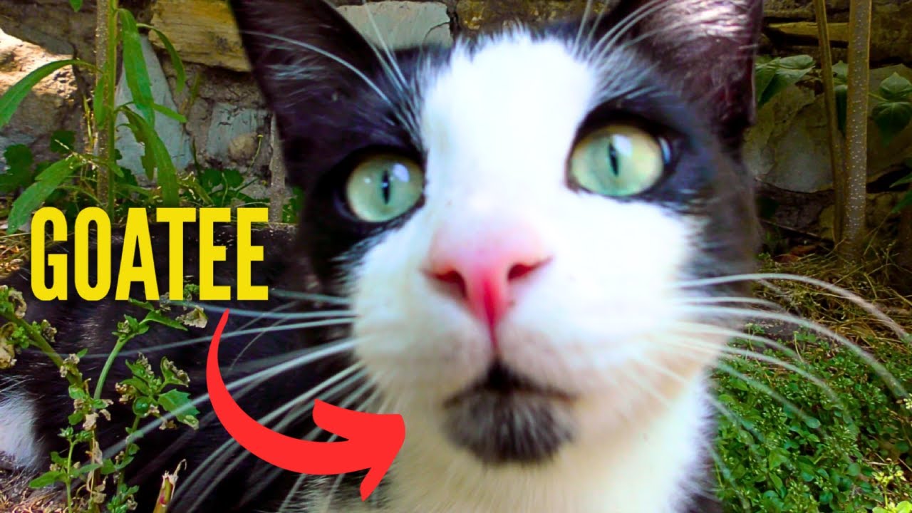 Cat Voice Over 🤣 Thor's GOATEE 😹 #cat #cats - YouTube