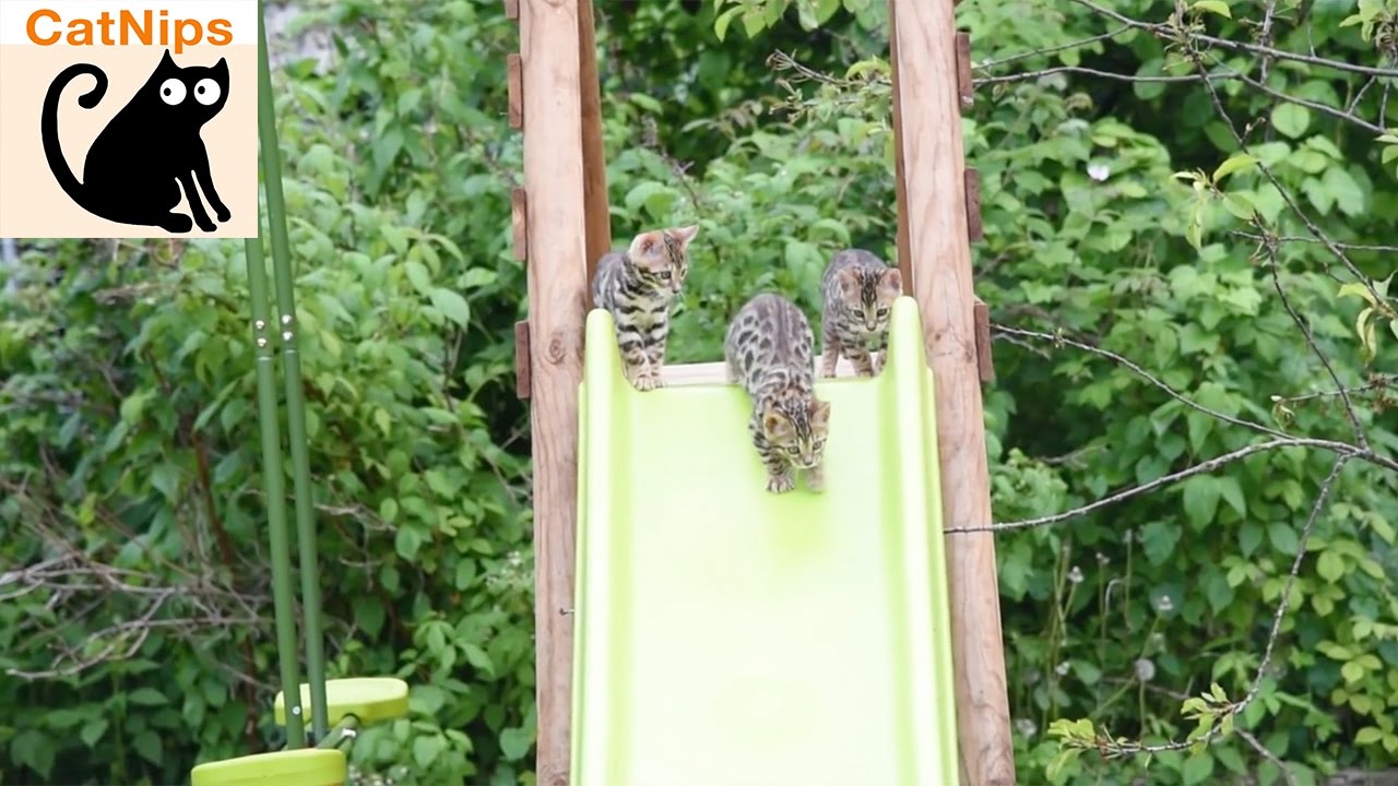 Bengal Kittens Enjoy Backyard Fun on Slide | Catnips - YouTube