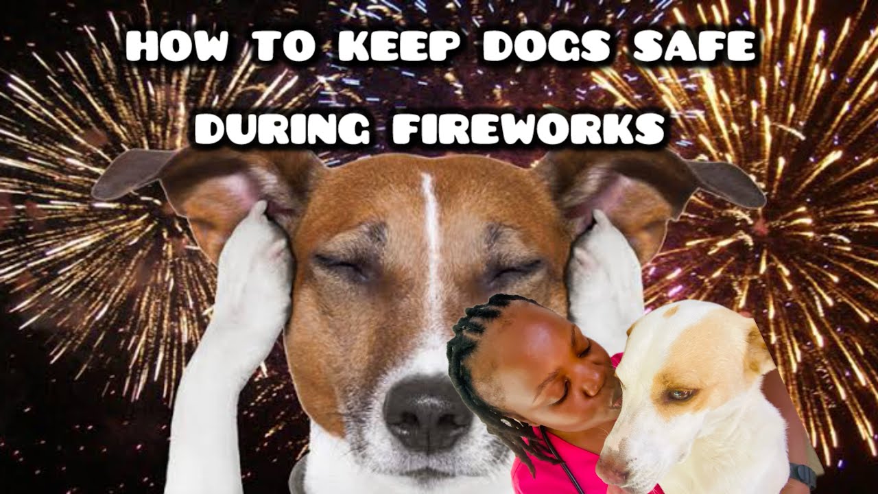 HOW TO KEEP YOUR DOGS SAFE DURING FIREWORKS. - YouTube