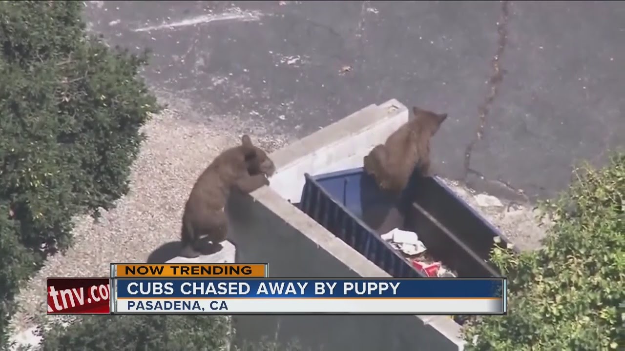 Puppy chases bears up a tree - YouTube