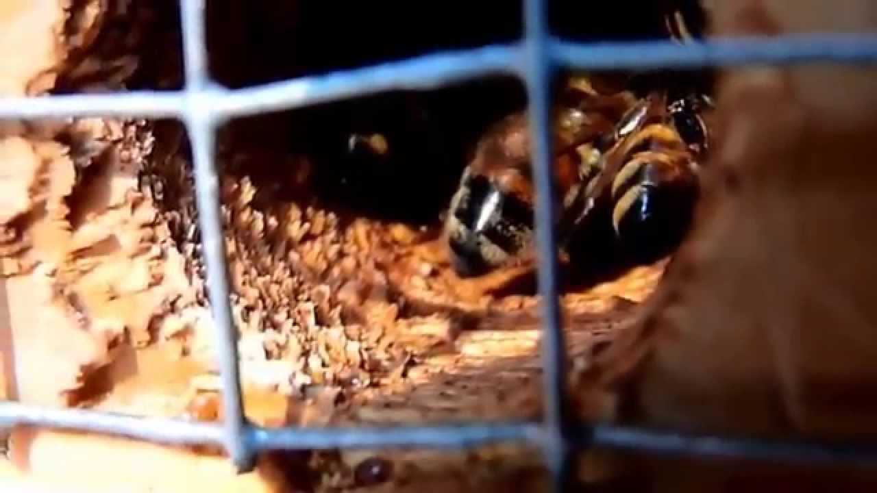 Honey Bee Winter Cluster - YouTube