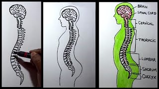 How To Draw Human Spine Drawing Step By Step Easy Spinal Cord Diagram ...