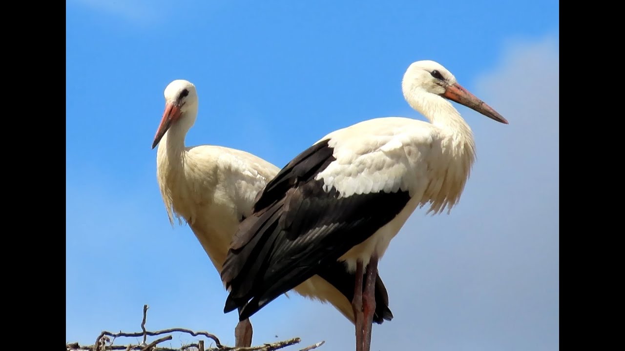 White Stork Courtship Dance - YouTube