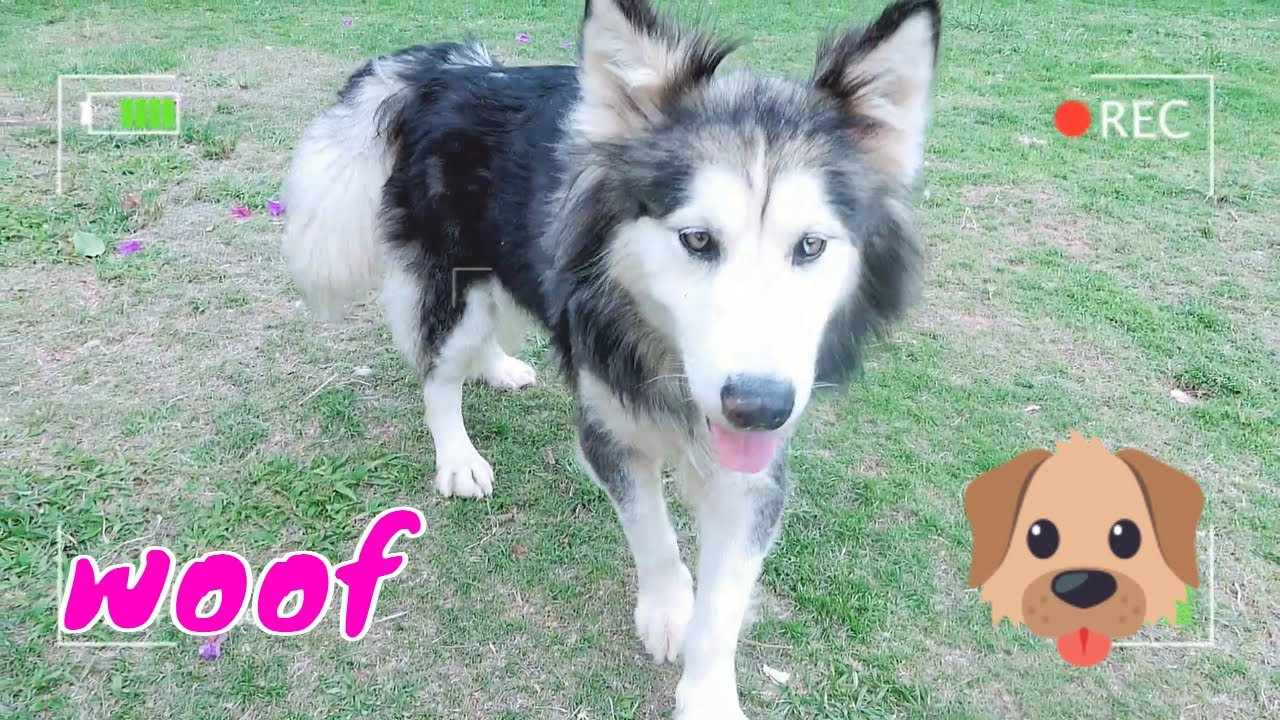 Beautiful Dogs and Puppies Playing Together 8 - Cute Pet Moment | Viral ...