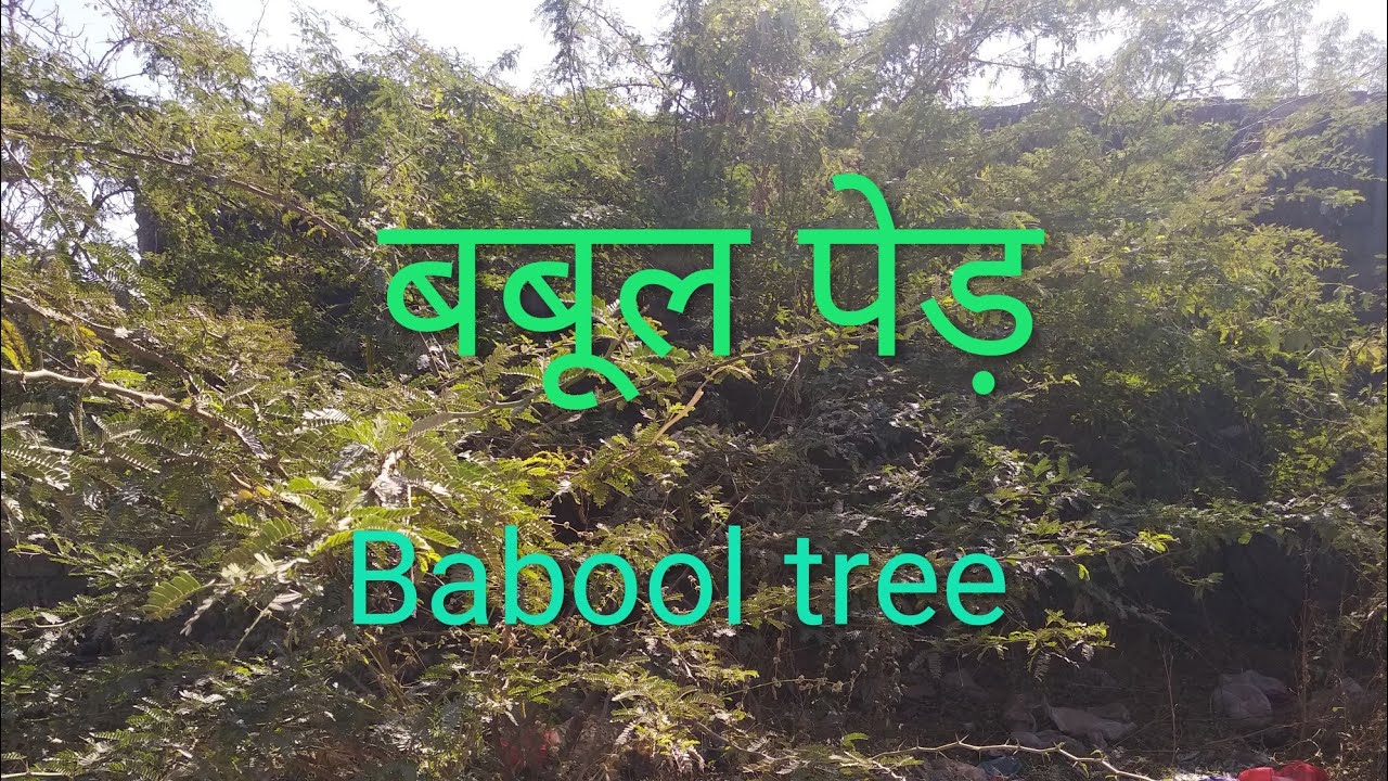 Babul Tree YouTube Babul Tree YouTube