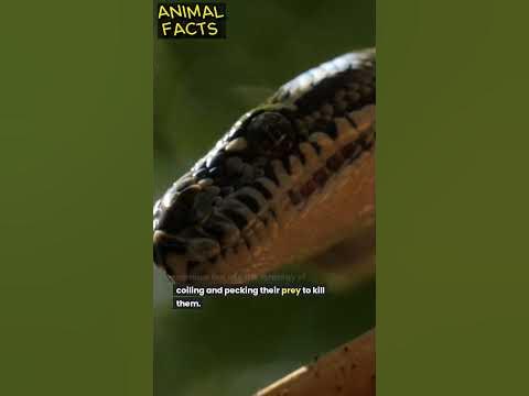 Amazing Facts: Mind blowing about pythons #animals #short #shorts # ...