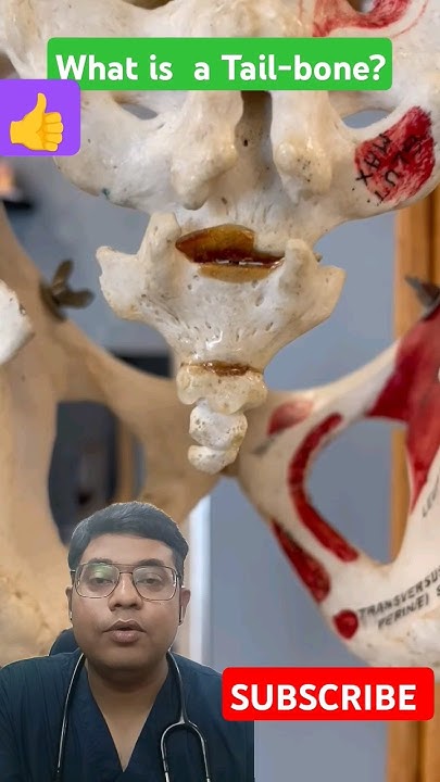 What is a Tail-bone? #anatomy #chiropractic #physiotherapy #bone # ...