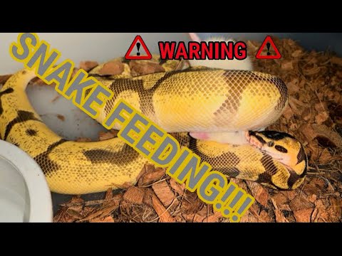 FEEDING ALL OF MY SNAKES | PRECIOUS PYTHONS FEEDING DAY | BALL PYTHON ...