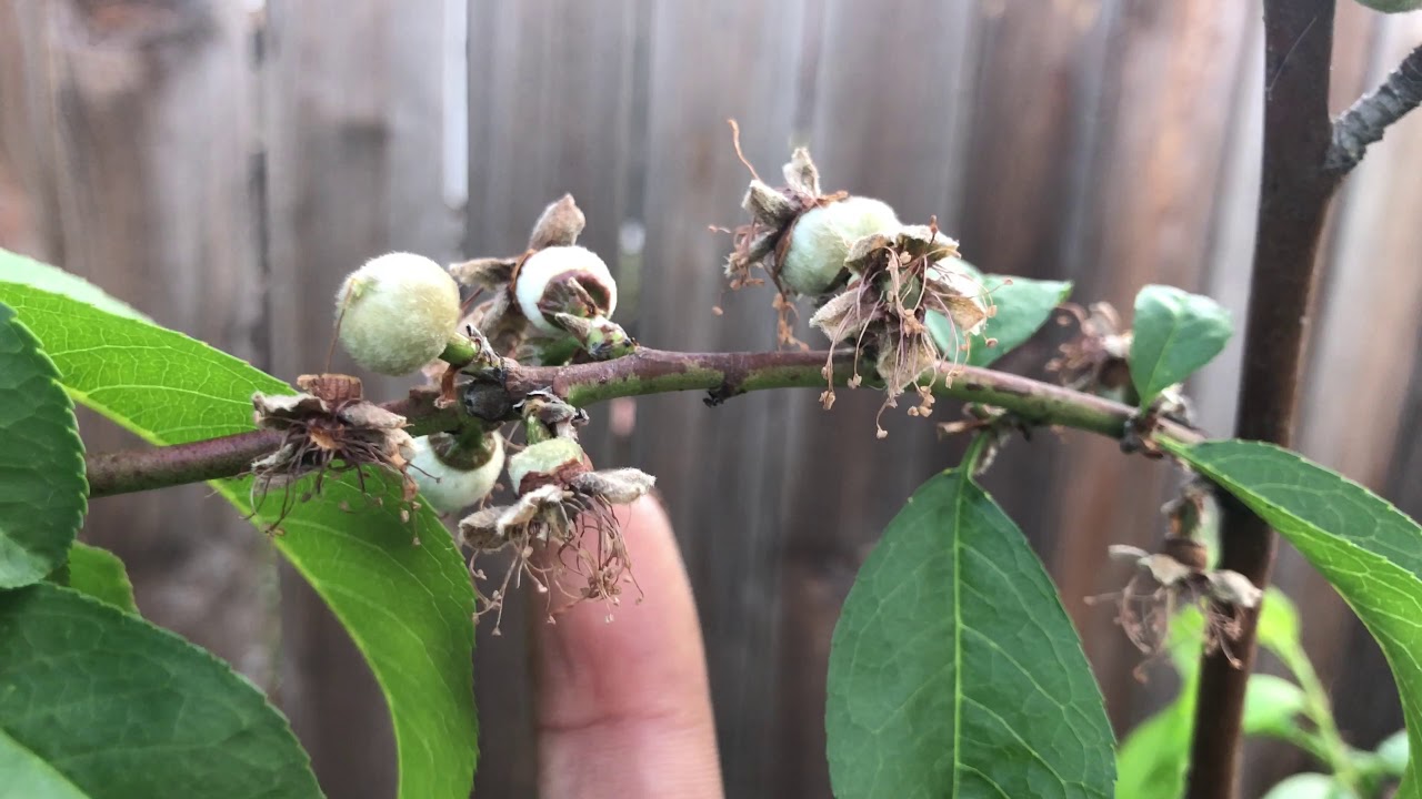 How To Thin Fruit Trees - YouTube